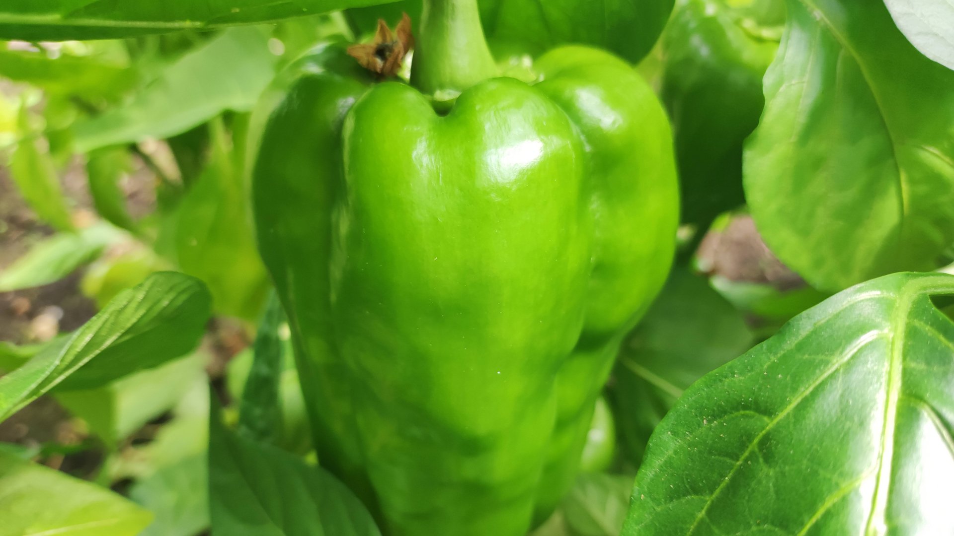 Лучший сладкий перец этого сезона - урожайный и выносливый