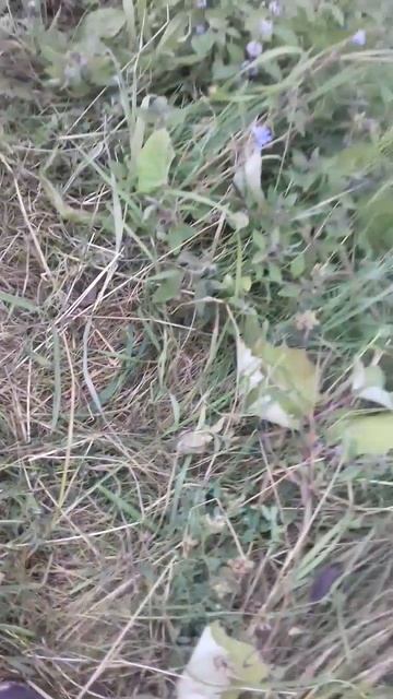 Сегодня немного порыбачил вечерком на реке Усень🎣 Рыбачил на новую маховую удочку 7-ку👍