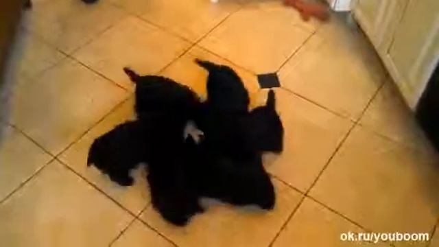Карусель, карусель. кто успел, тот и съел.