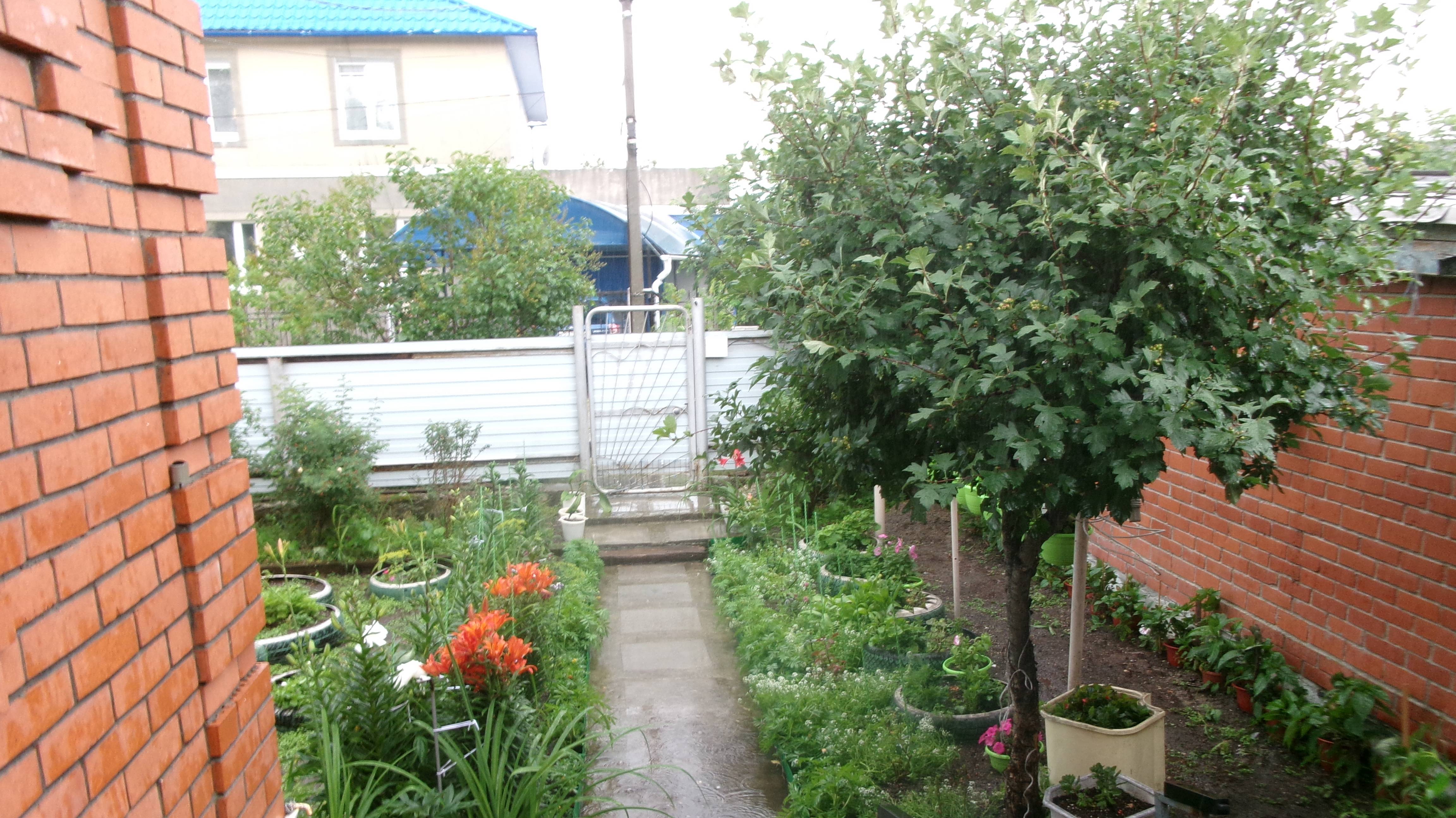 Посмотрим мой сад-огород вместе с вами..