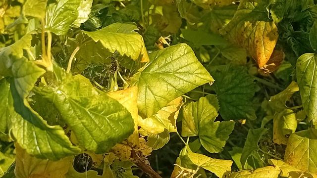 Бедная , оса !!!