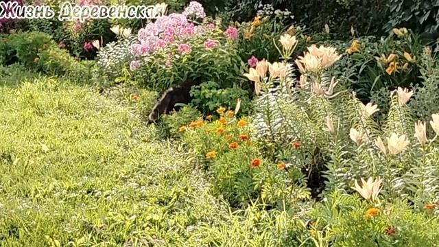 16-07-2025 Продолжение привыкания нового кота в нашей большой семье.