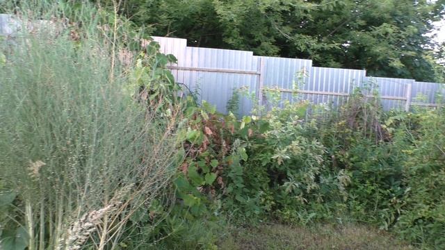 Я на даче 17.07.2025