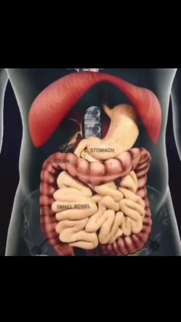 Как работает наш ЖКТ