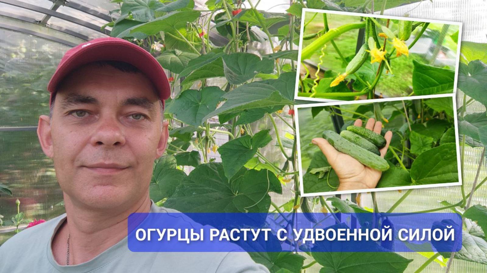 С такой формировкой, подвязкой и подкормкой ОГУРЦЫ заваливают урожаем даже в жару и холод 🥒🥒🥒