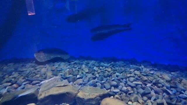 Центр изучения Чёрного моря. Аквариум