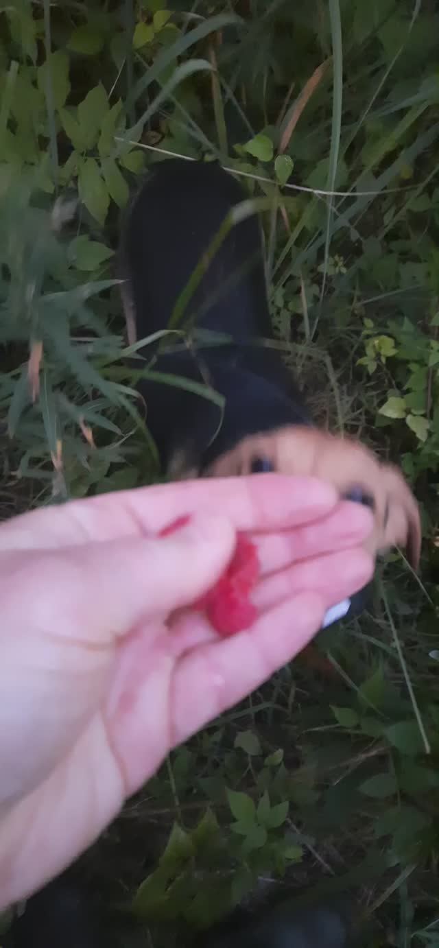 Русская гончая Раскат вл. Шатров В.А. #hunting #собака #весенняяохота