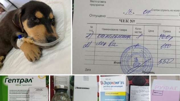 Помогите спасти Лелика