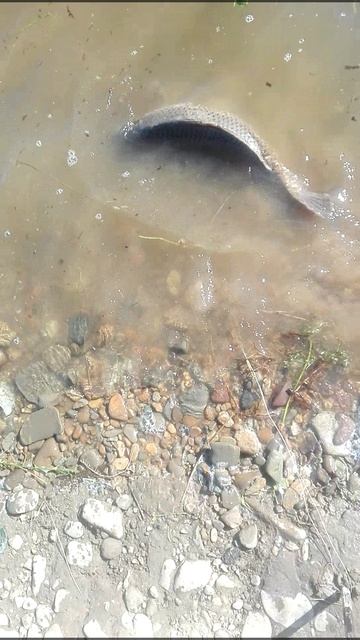 ЛОВЛЯ САЗАНА НА КУКУРУЗУ