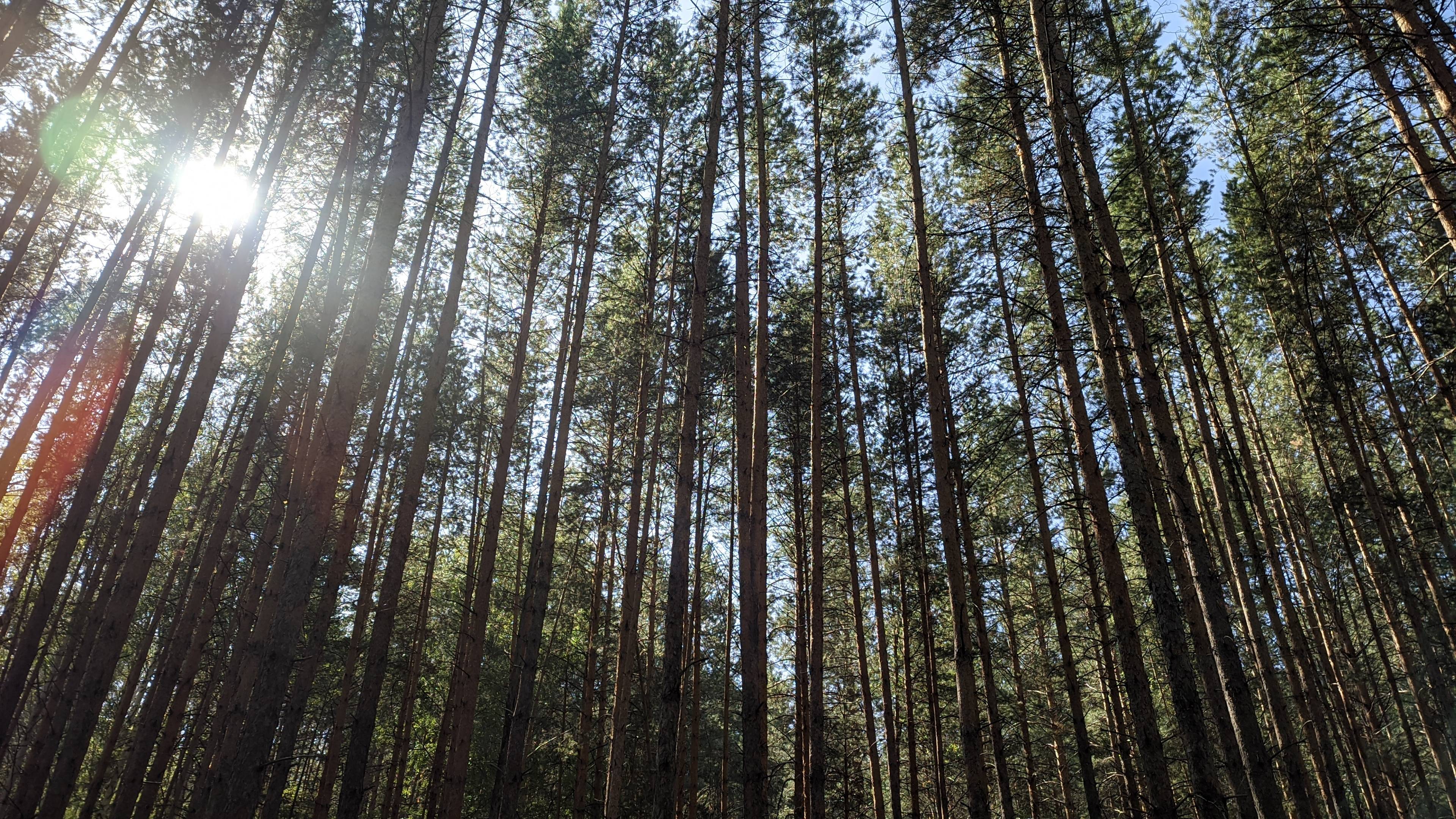 Бузулукский бор! Вековые сосны...