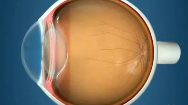 004 Строение глаза