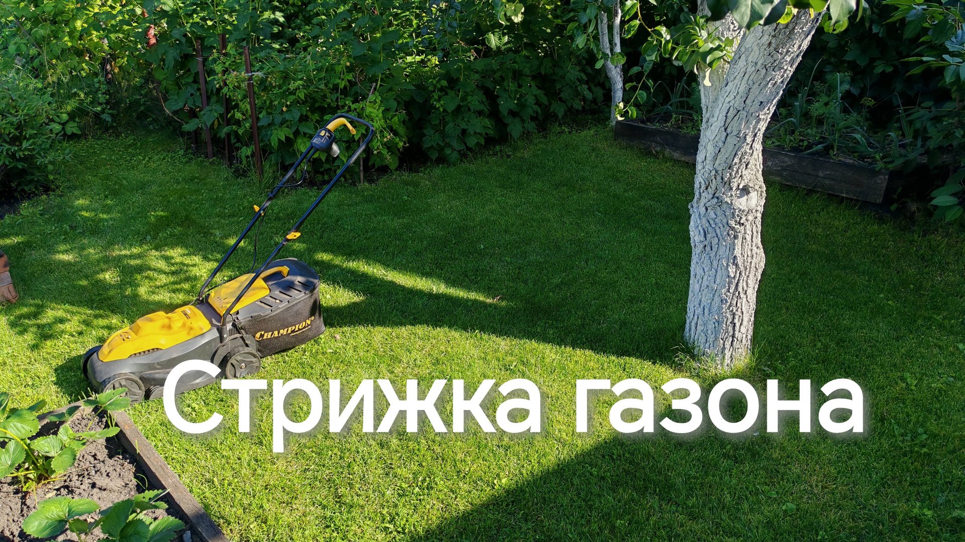 Сад. Стрижка газона. 21.07.2025