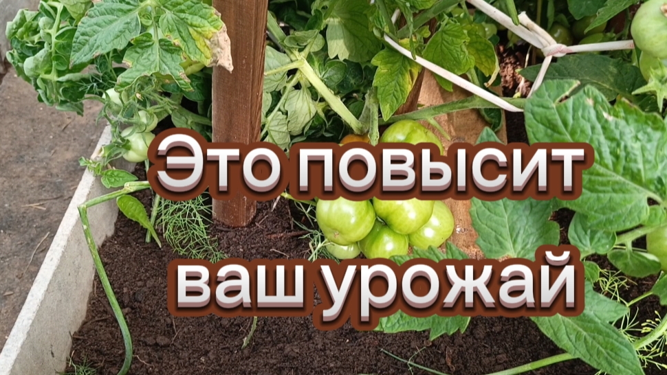 Это повысит ваш урожай 💯