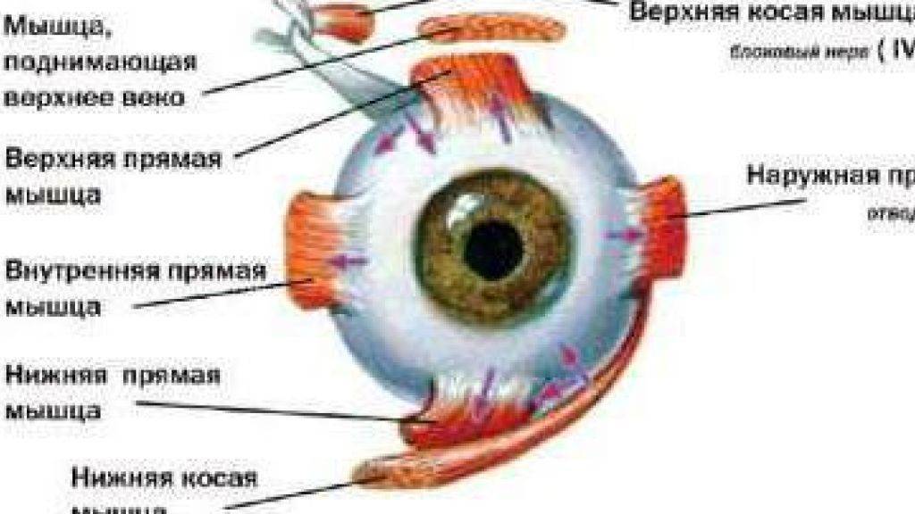 3D Анатомия человека, глазодвигательные мышцы.