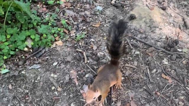 БЕРЕНДЕЕВКА