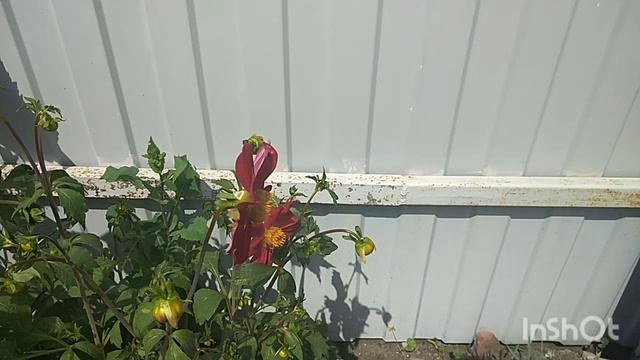 Цветник у забора.