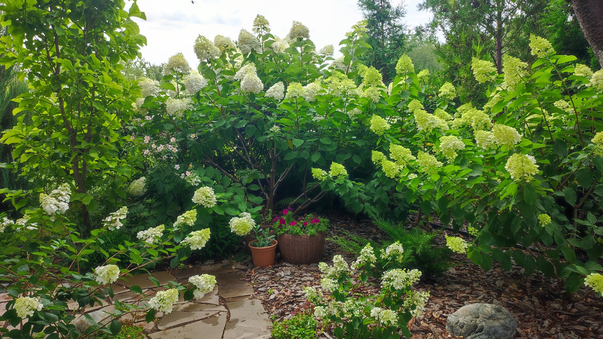 Наш сад 20.07. Гортензии, входная клумба, магнолии, зазаборье.