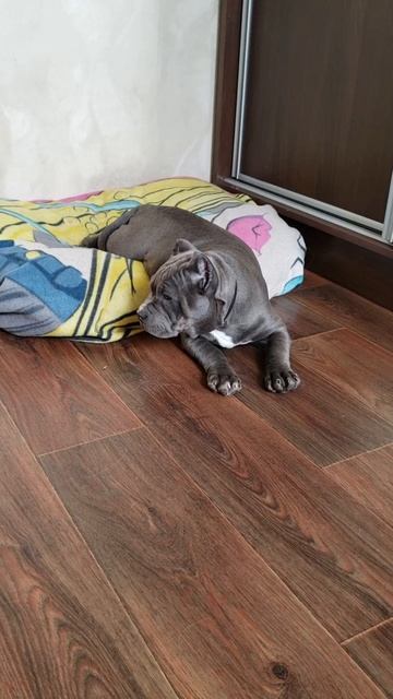 спят усталые игрушки-1