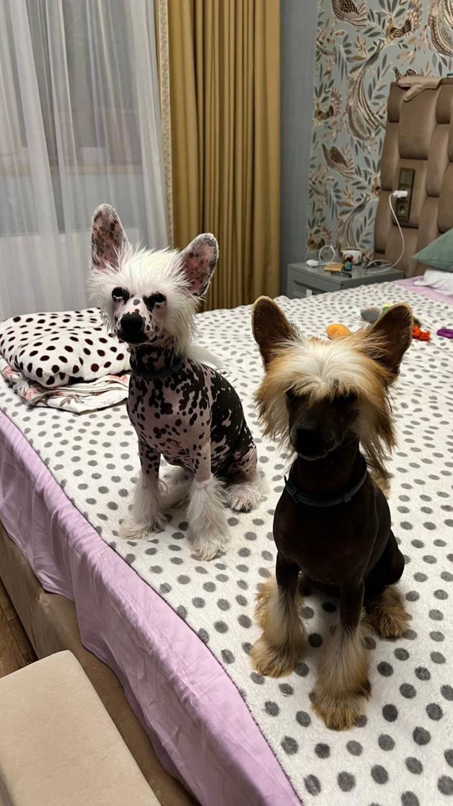 Первые уроки дрессировки Глории и Кристы