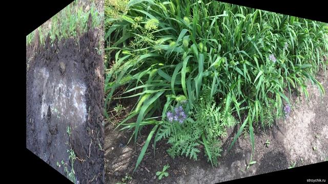 Фацелия "Сила Суздаля"