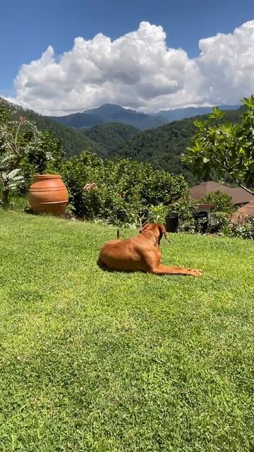 Выжла. " Видишь пчёлку? Нет? А она есть."