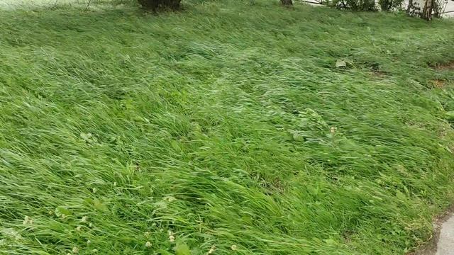 Травка во время урагана VID_20250704_141255