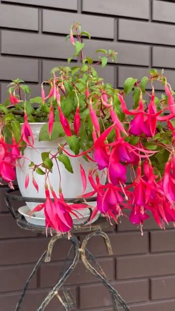 Фуксии как десятки порхающих колибри