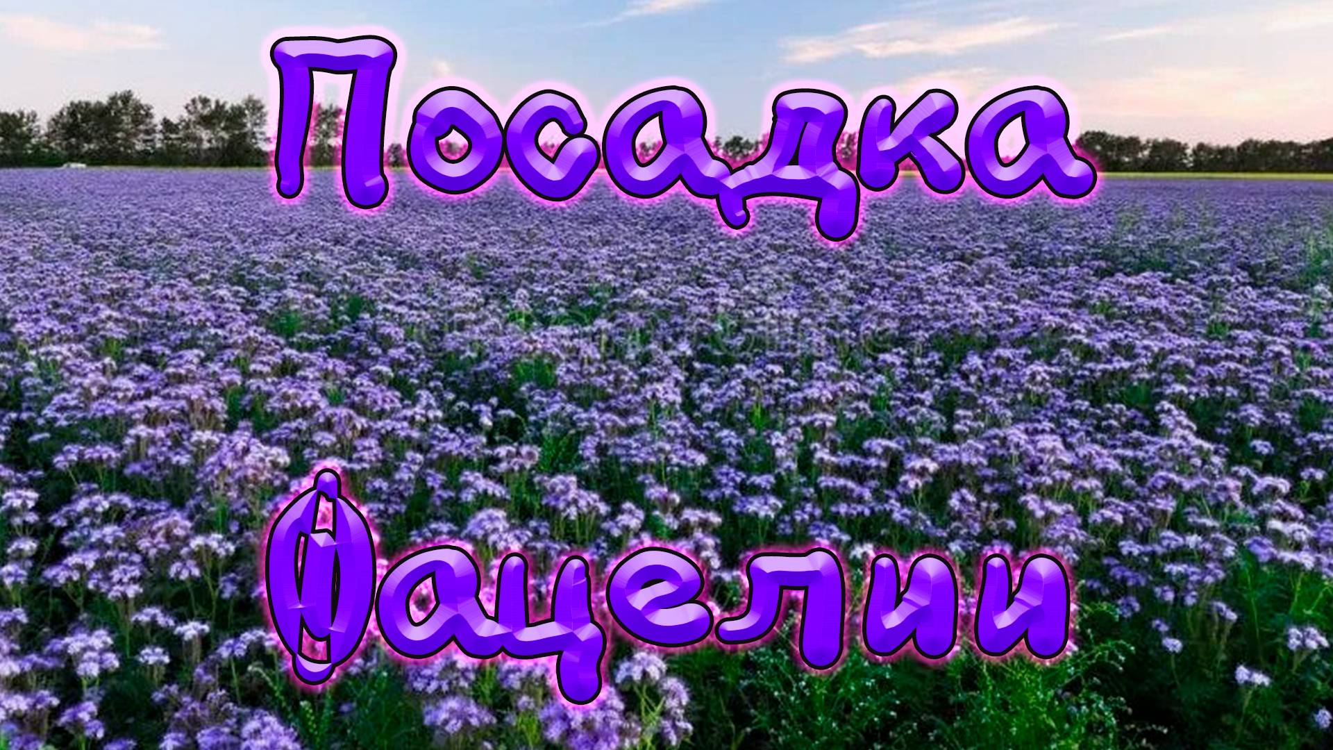 Как сажать фацелию? Когда начинать копать озимый чеснок? Обработка земли электрокультиватором.