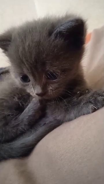 Кот Леопольд