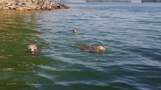 Дикий Таиланд. Национальный парк Каенг Крачан. Озеро