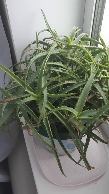 АЛОЗ - ДОМАШНИЙ ЦВЕТОК