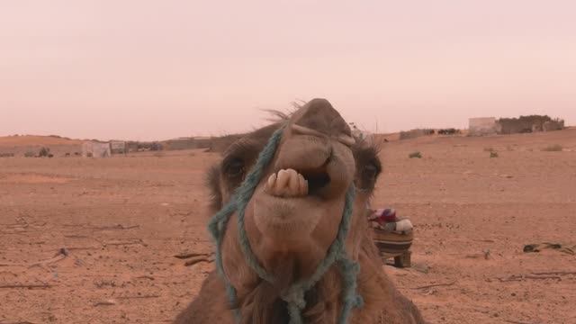 Про Верблюда, который мечтал напиться.