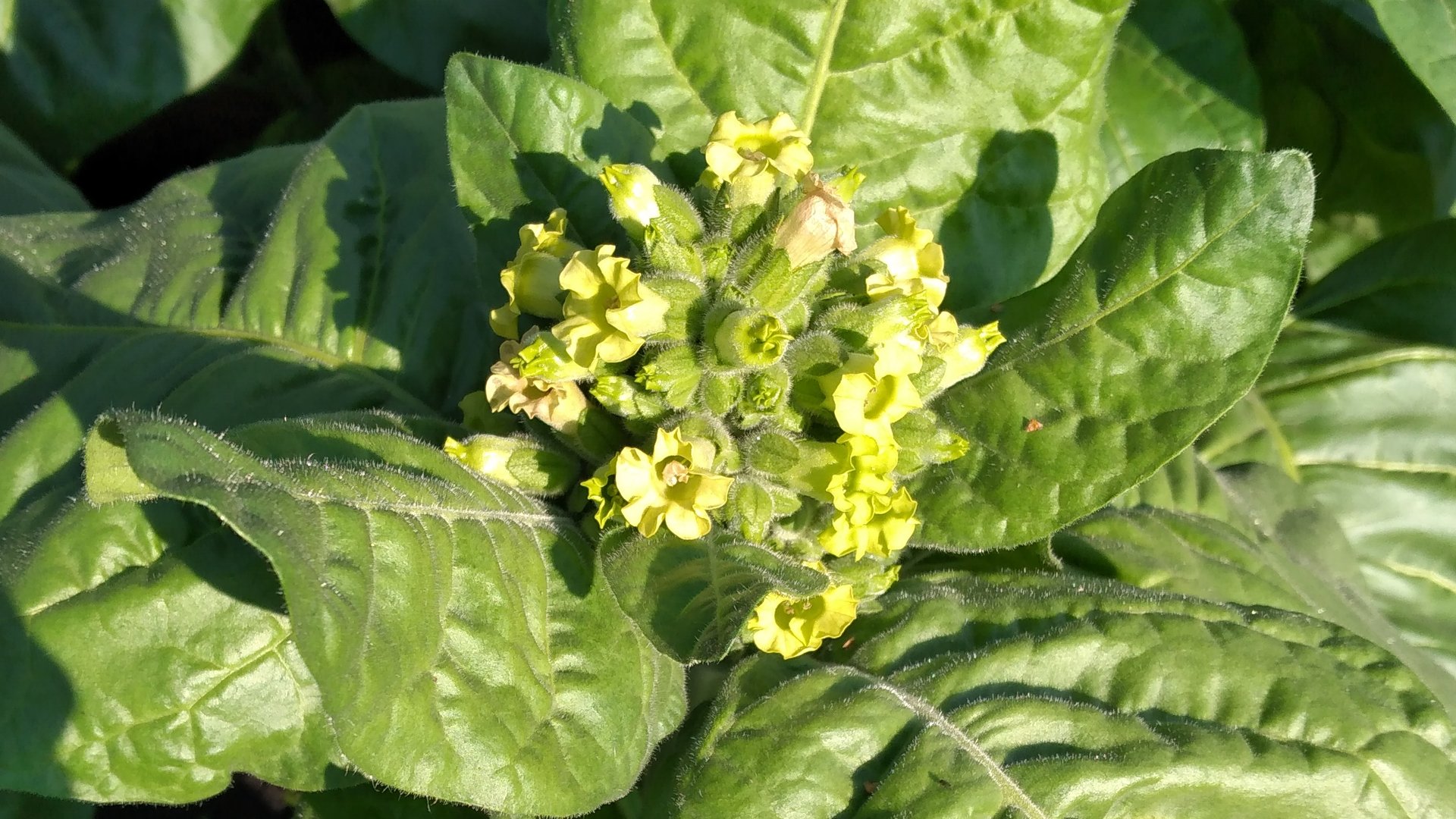 Махорка цветёт. ломаем цветоносы.