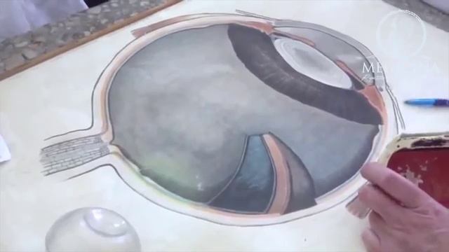 005 Строение глаза