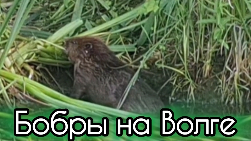 Будь Бобр. Волга. Путешествие по реке.