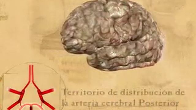 3 D  ГЛАЗНОЕ ЯБЛОКО И ЗРИТЕЛЬНЫЙ НЕРВ