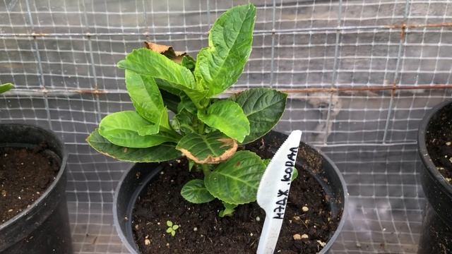 Моя коллекция гортензий. Середина июля 2025. Часть 2. Крупнолистные и пильчатые гортензии