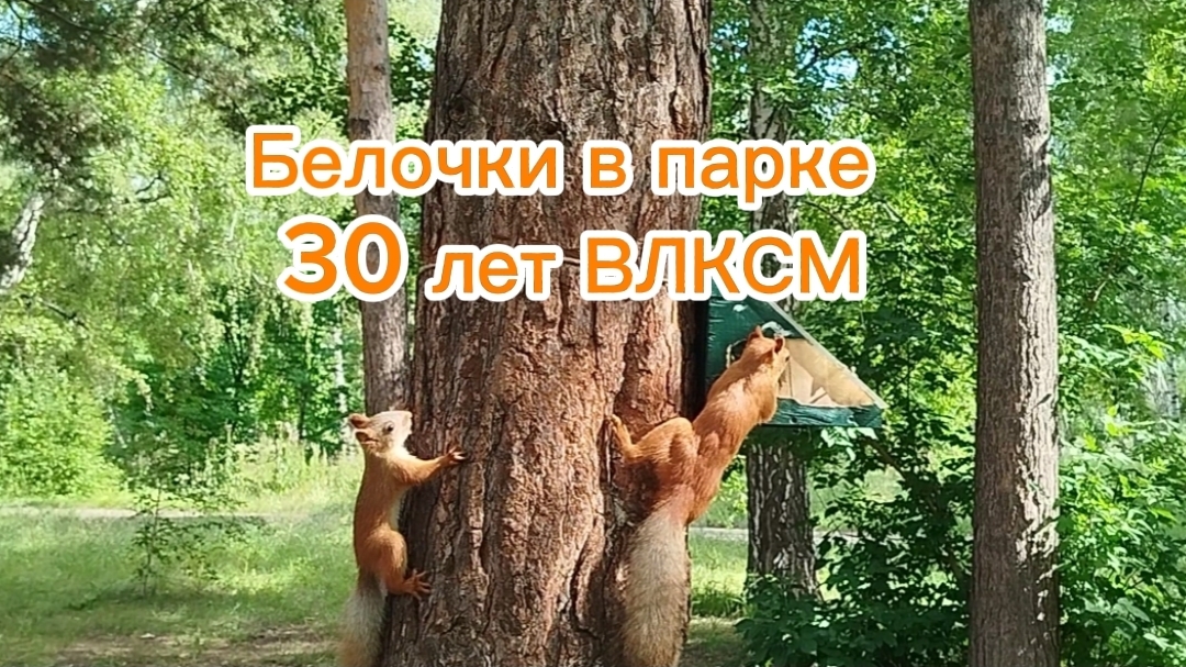 Белочки в парке 30 лет ВЛКСМ 🐿️. Белечья трапеза
