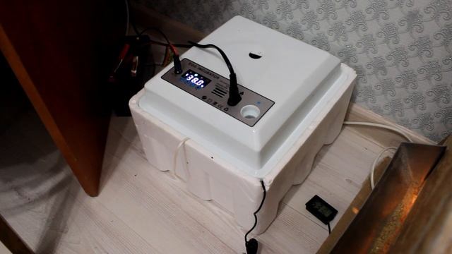 Инкубатор, брудер, птенцы