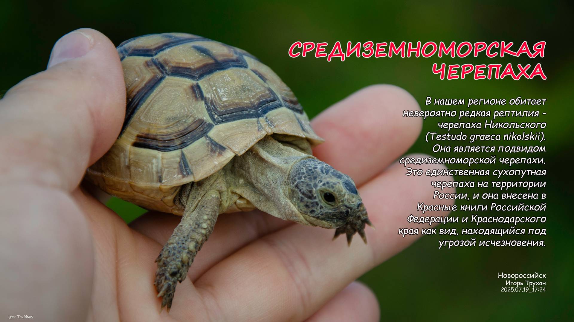 Средиземноморская черепаха. / 19.07.2025