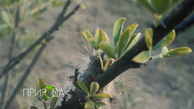 Природа. Гусеница и муравьи, Caterpillar and ants