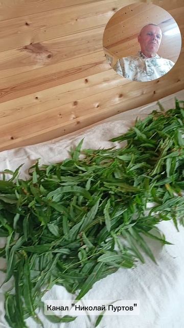 Иванчай пора заготавливать 🌿