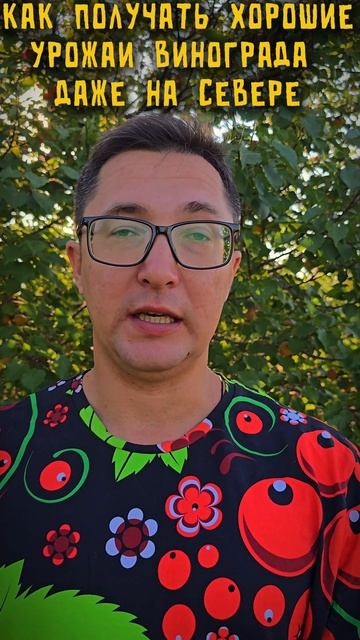 Виноград на севере? Легко!