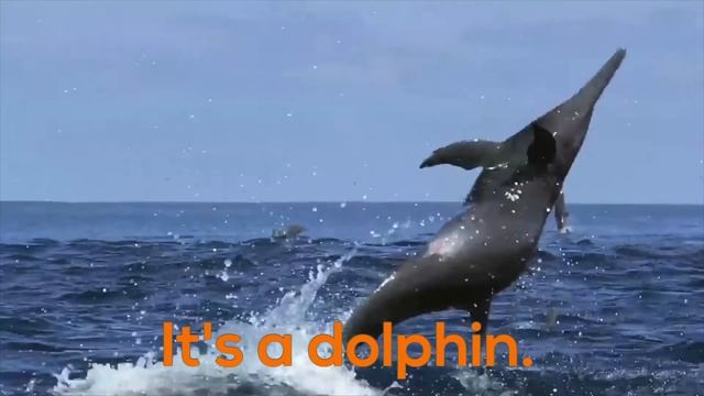 05. Sea Animals Talking Flashcards