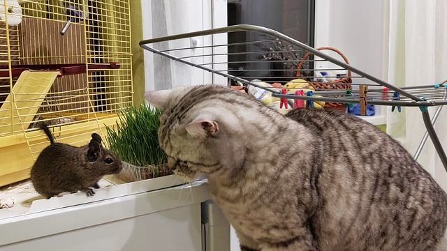 Кот - веган 2