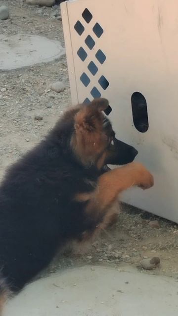 Оберон против Чужого. Баларис ОБЕРОН,  3 месяца 11 дней.