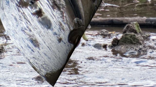 Коршуны, утки, трясогузки