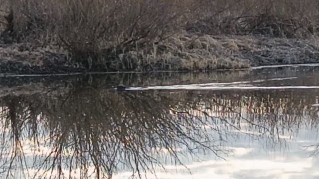 . Изменили сроки на более ранние  и это совсем  не радует. утки нет.Весенняя охота на селезня
