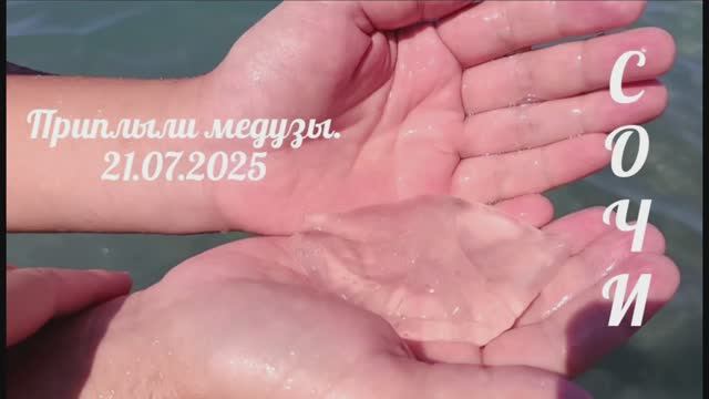 Медузы в Сочи. 21.07.2025. Температура воды и воздуха