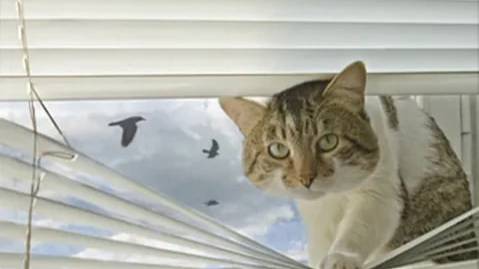 🐱ВОТ Я - КОТ! А ЧЕГО ДОБИЛСЯ ТЫ?🐾🐱 #юмор#мемы#кошки